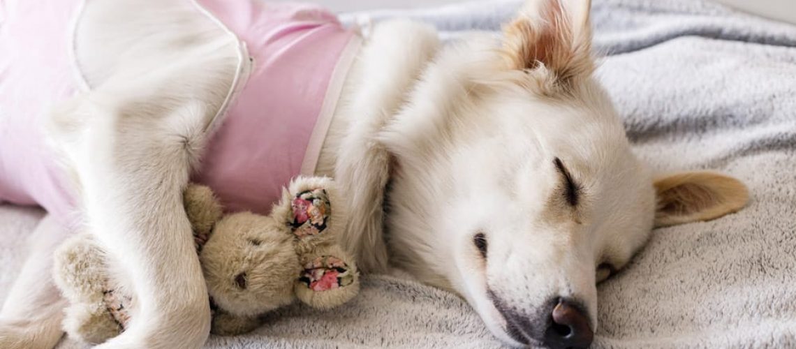 Desexing Dogs: What You Need To Know | Sarina Veterinary Surgery